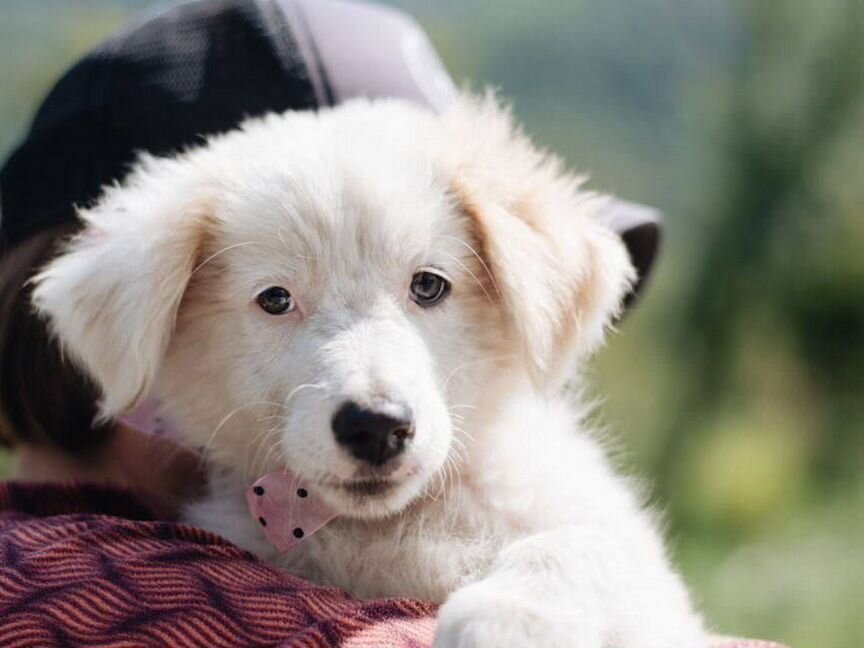 Белый щенок в добрые руки