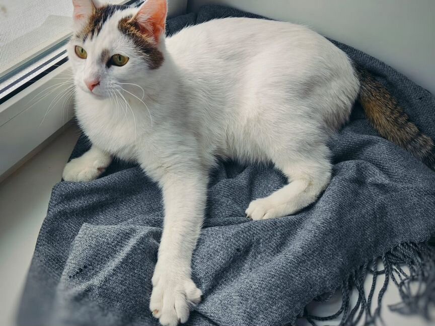 Самая лучшая кошка