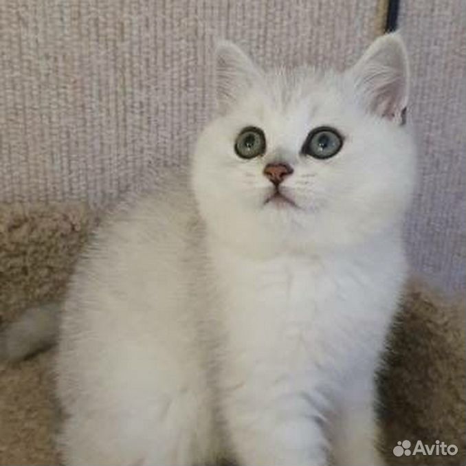 Шикарные котята серебристые