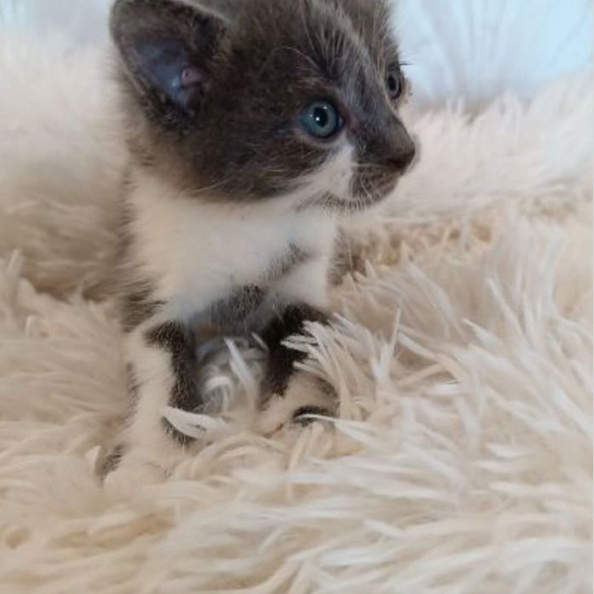 Котенок мальчик ищет дом