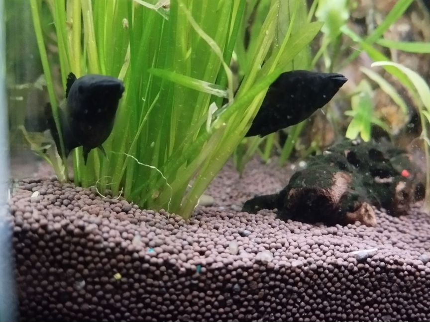 Рыбка моллинезия