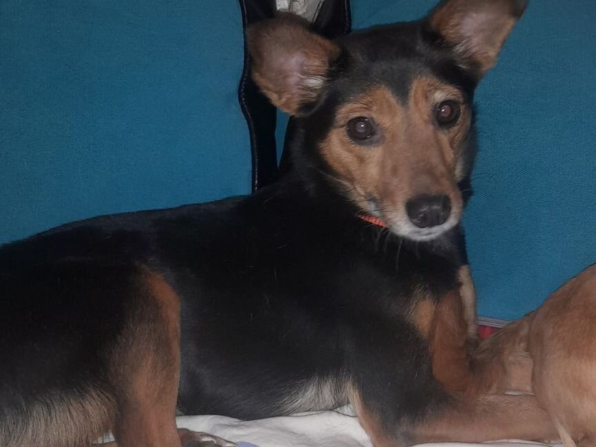 Маленькая собачка в добрые руки