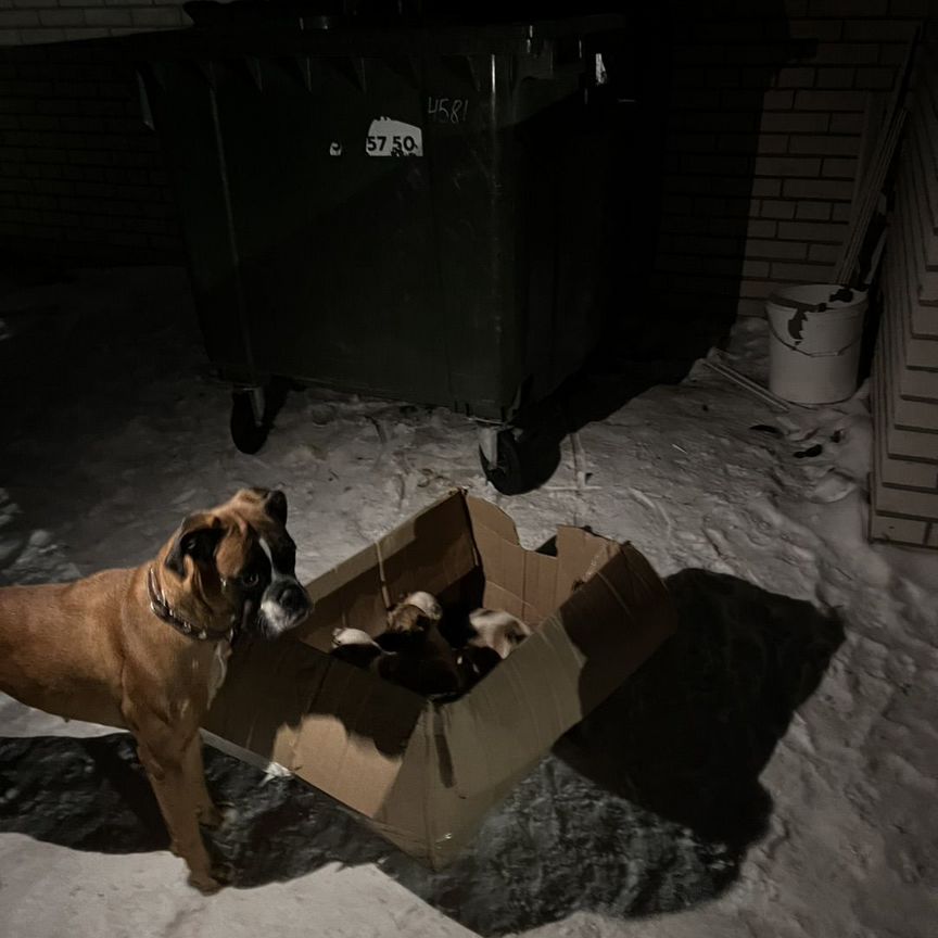 Отдам в добрые руки