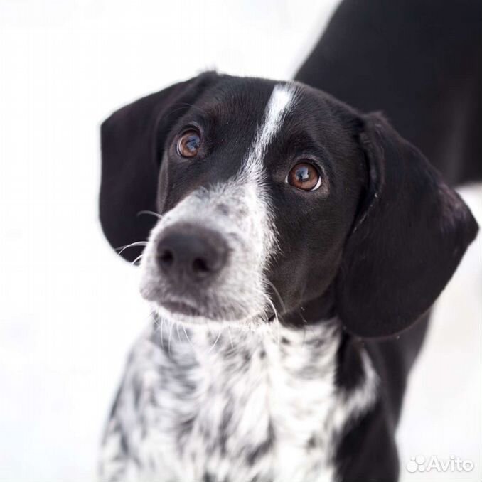 Маленькая таксо-собачка ищет семью