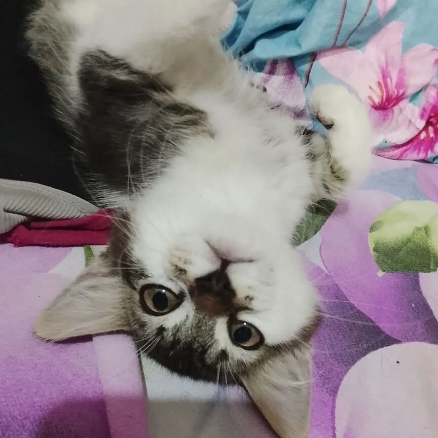 Котёнок в добрые руки