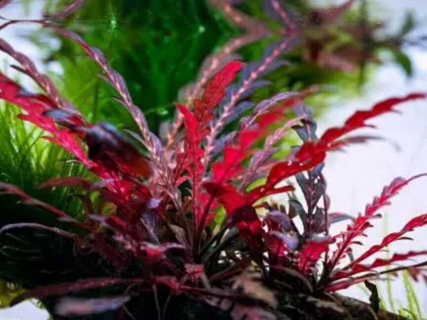 Растения Пиннатифида