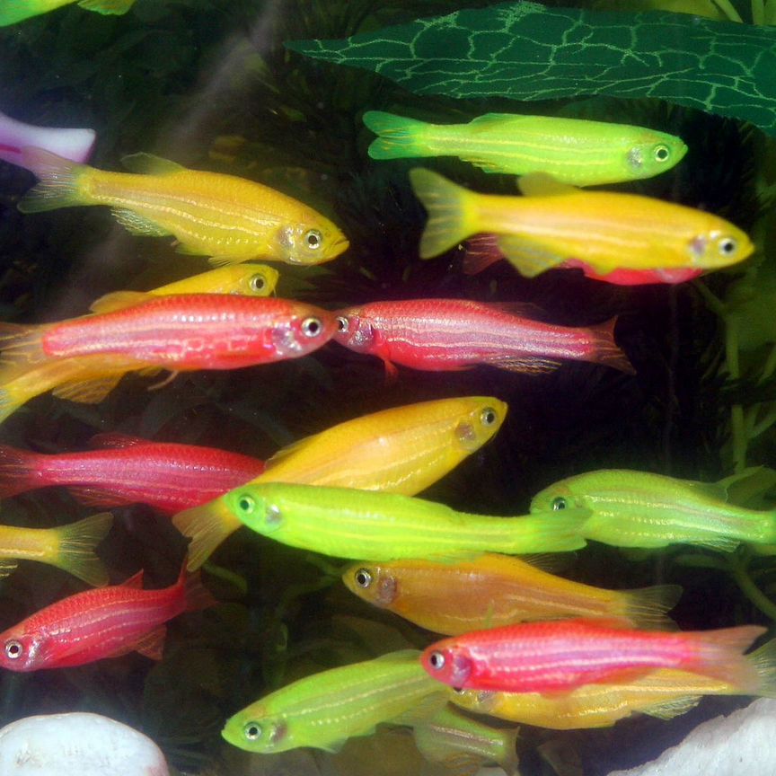 Аквариумные рыбки данио