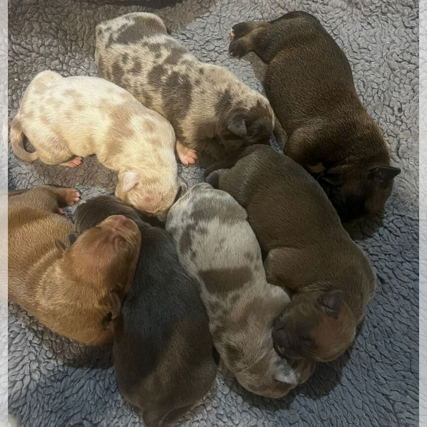 Щенки американского булли classic