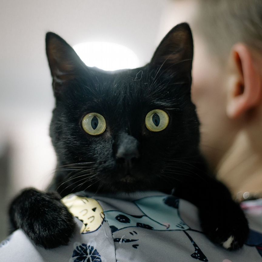 Взрослый кот в добрые руки