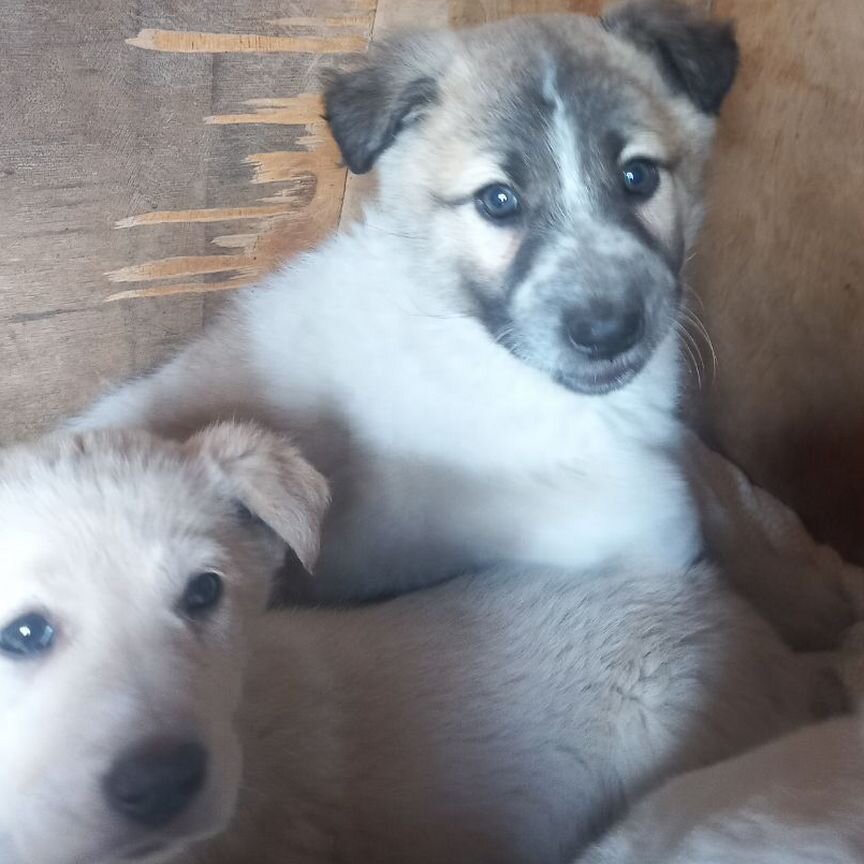 Щенок в добрые руки