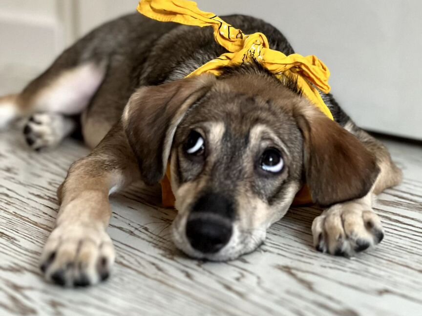 Щенок с выразительными глазами. Некрупная