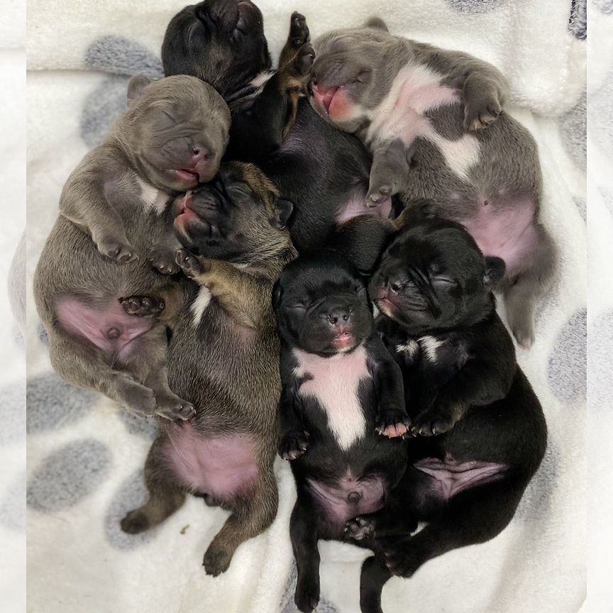 Французкий бульдог. Щенки