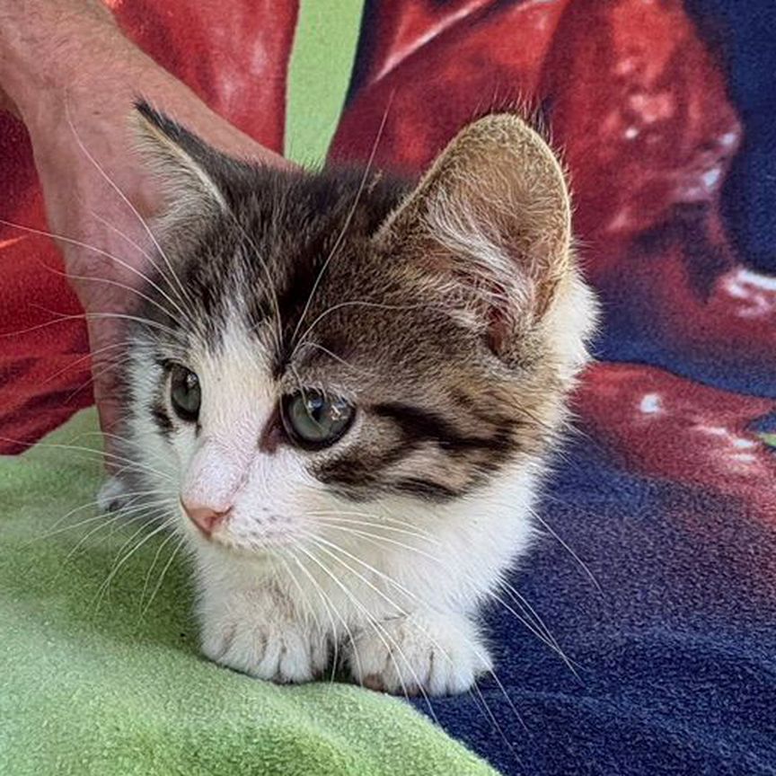 Котёнок в добрые руки