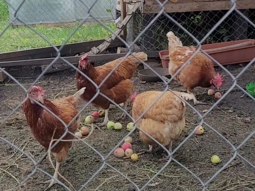 Продажа кур несушек