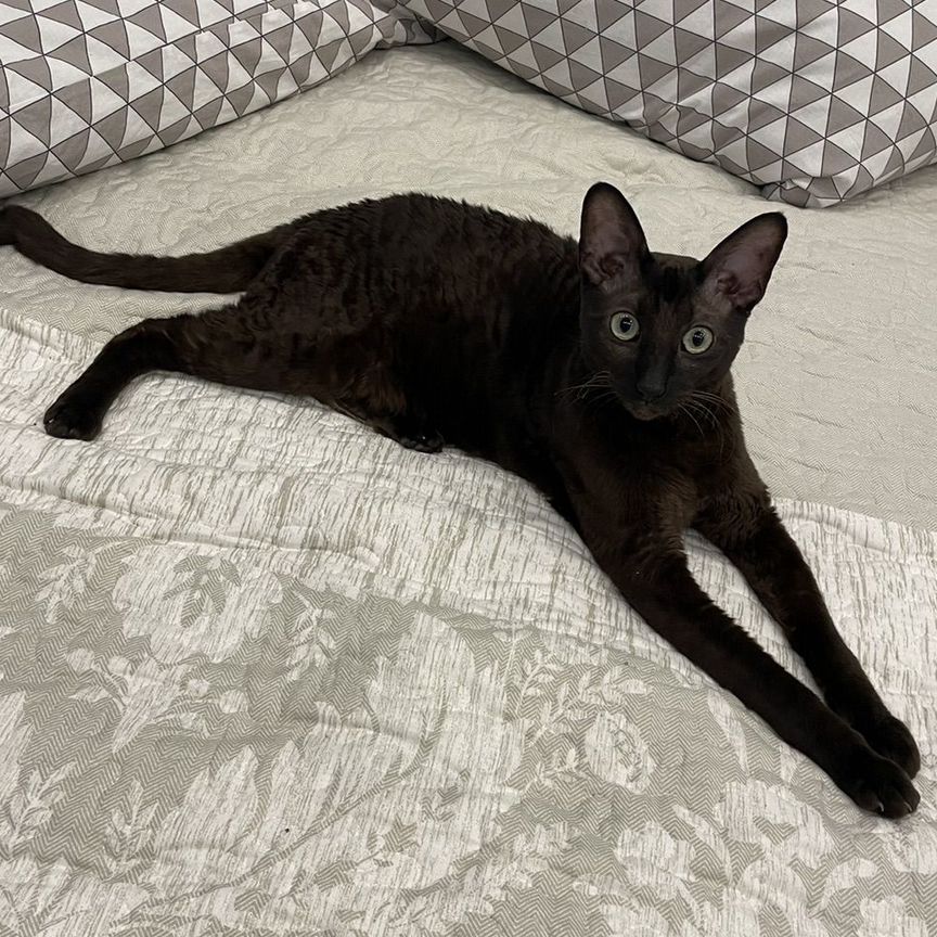 Котик корниш-рекс