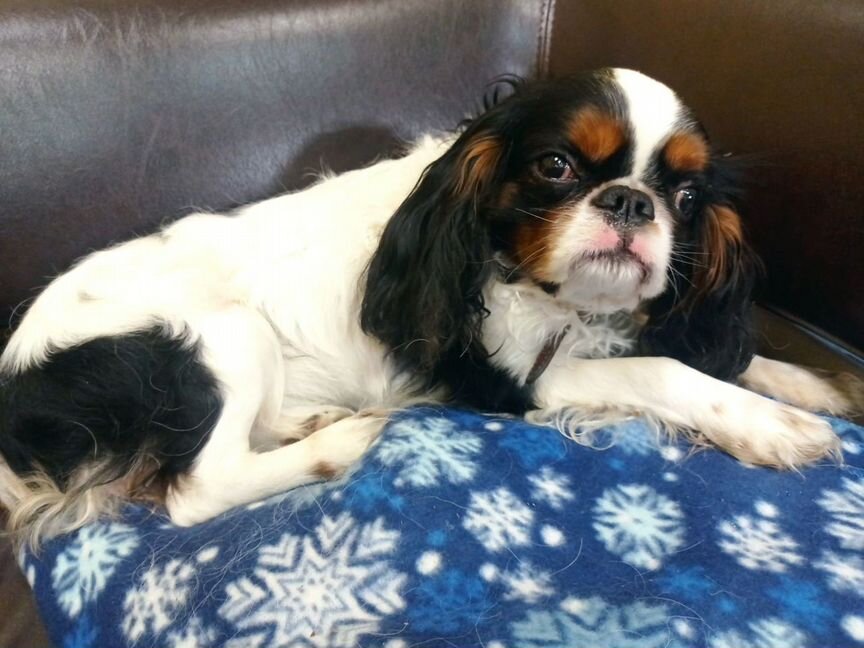 Кинг Чарльз спаниель