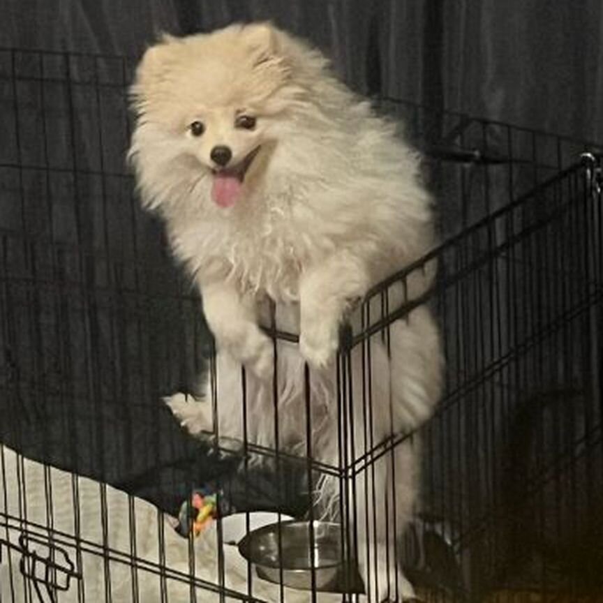 Померанский шпиц, щенок