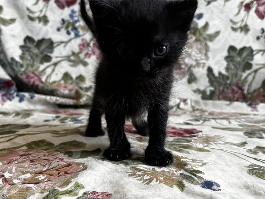 Котенок мальчик бесплатно