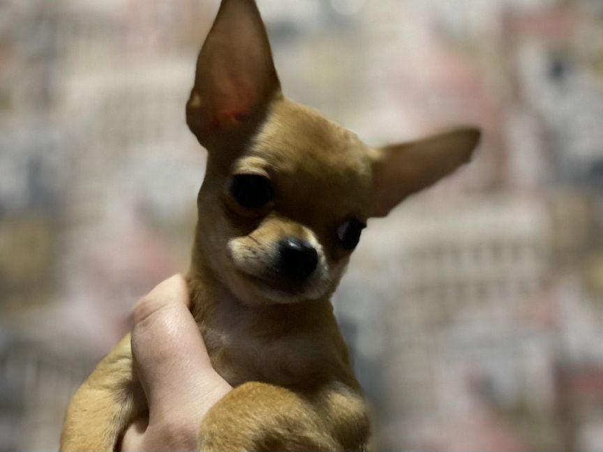 Чихуахуа мини девочка