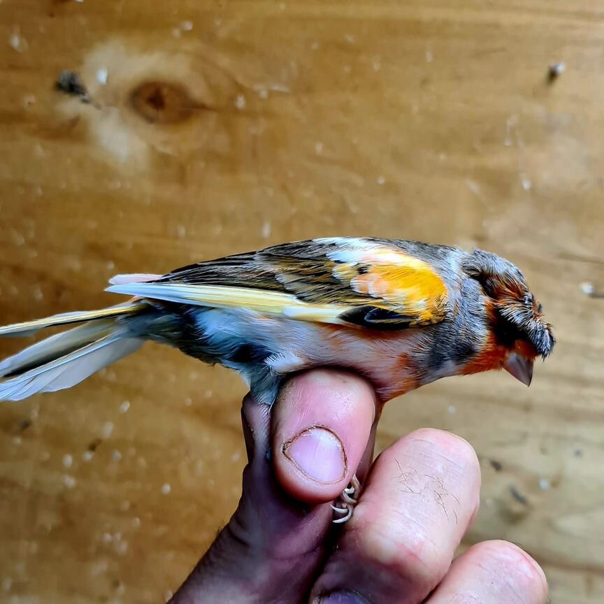 Кенара и канарейки