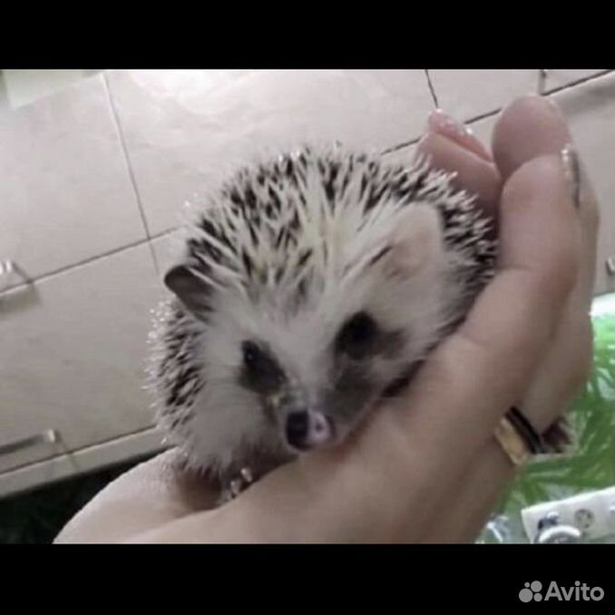 Ищу ежа на вязку