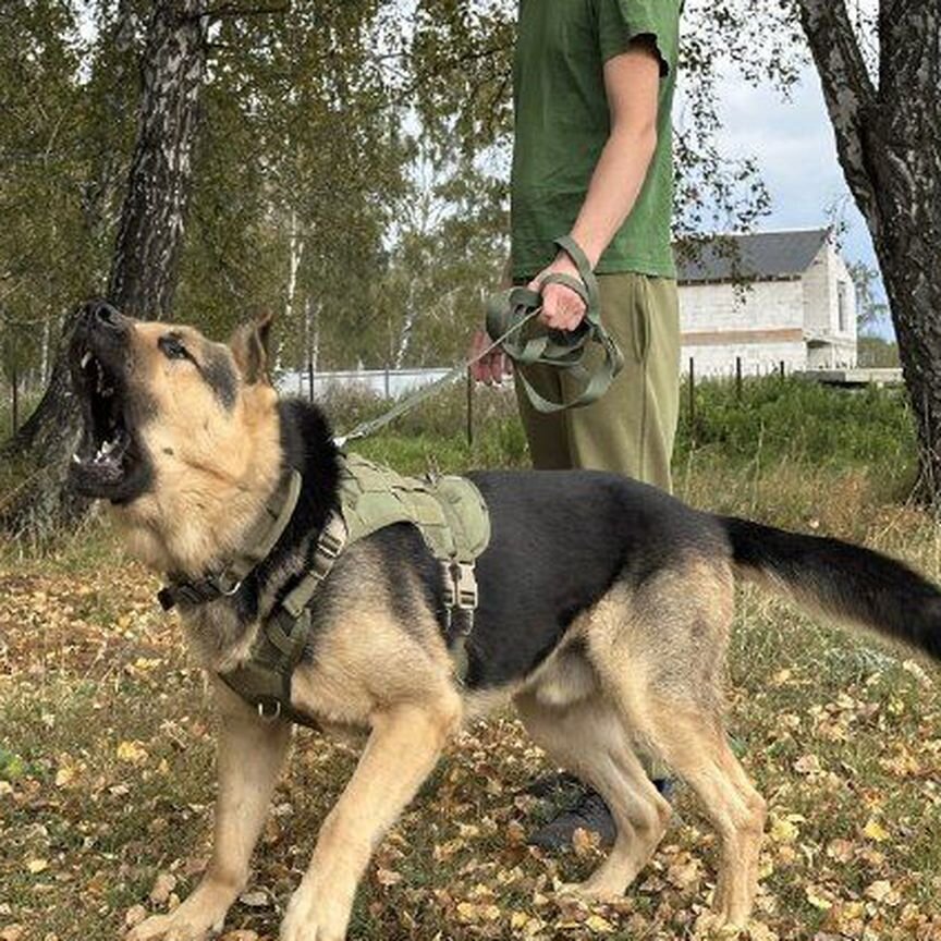 Восточноевропейская овчарка, взрослый пёс