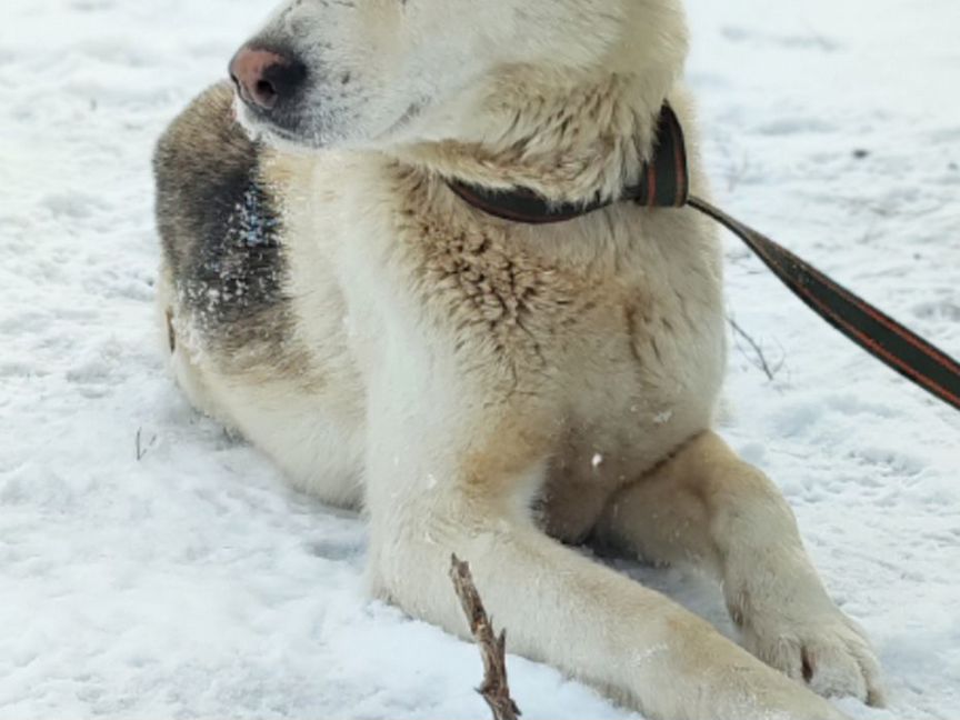 Собака в добрые руки