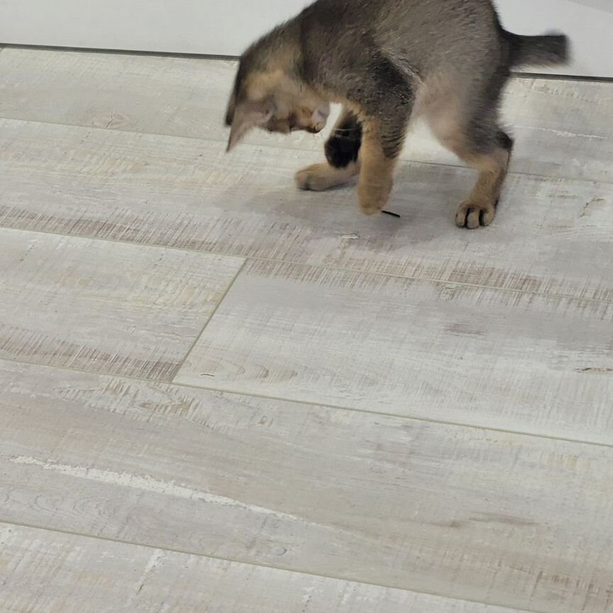 Котенок мальчик