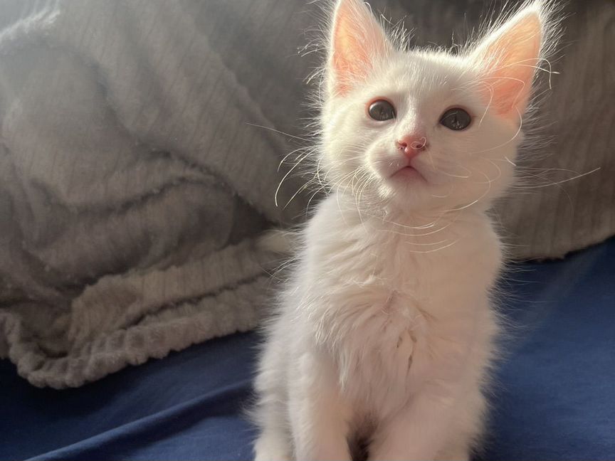 Белый котенок