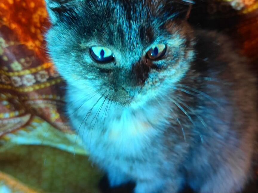 Котенок Котёночек котенка