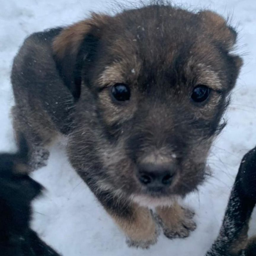 Щенок в добрые руки