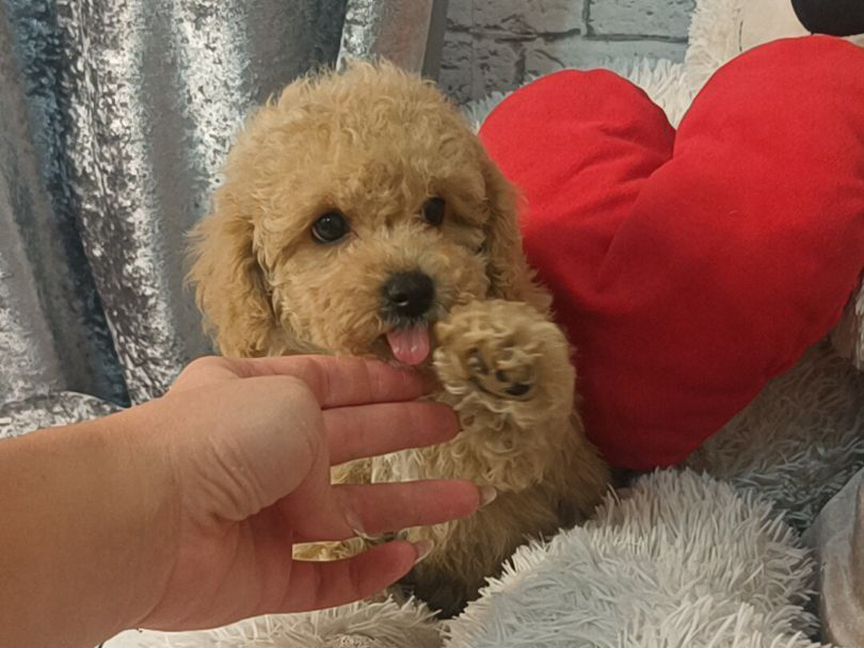 Мальтипу мальчик