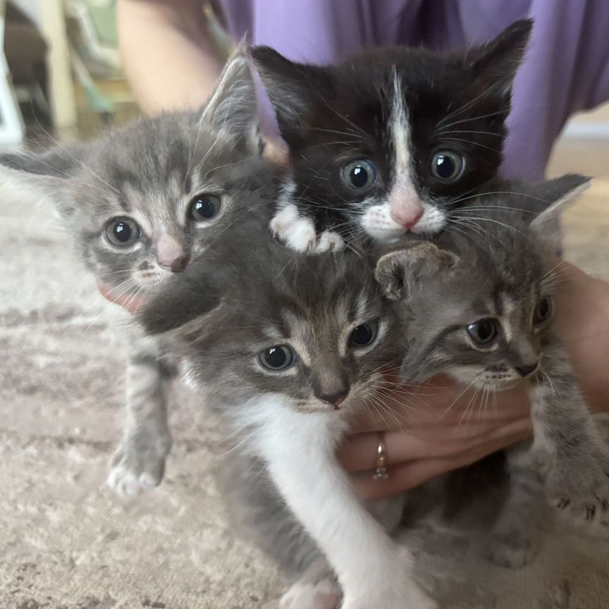 Котёнок в добрые руки