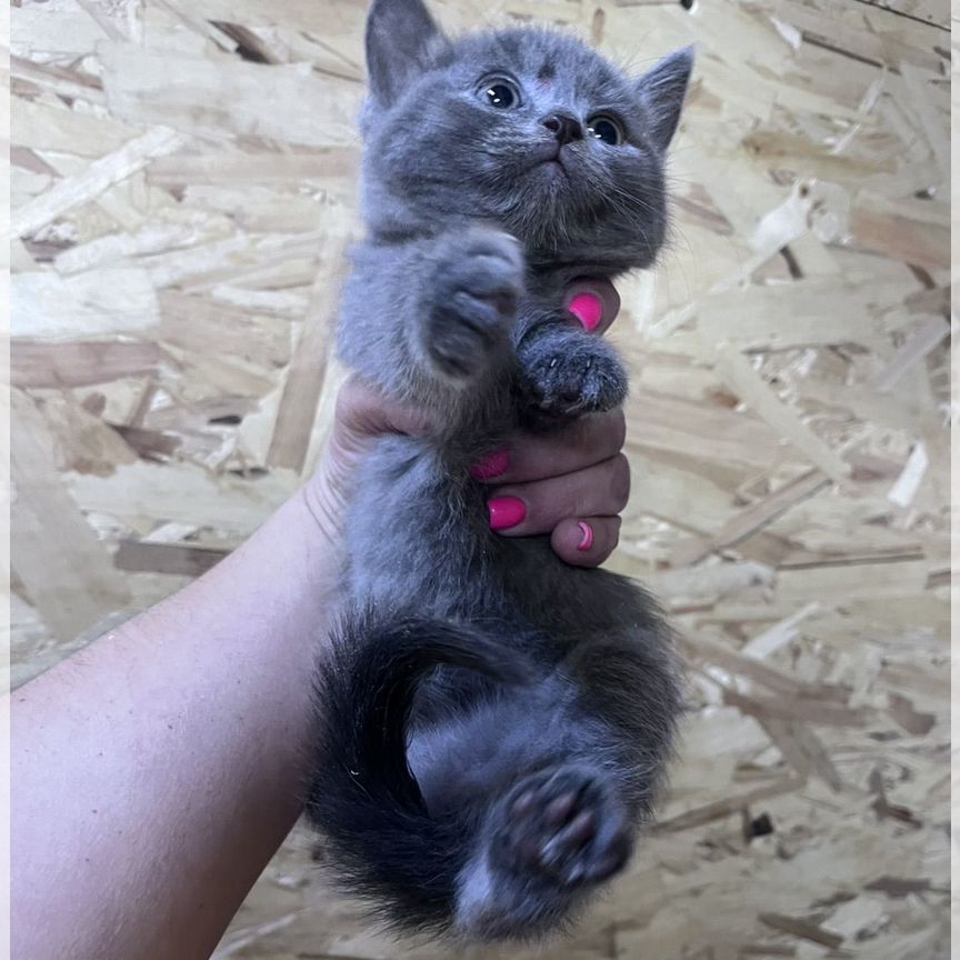 Британский короткошёрстный котёнок
