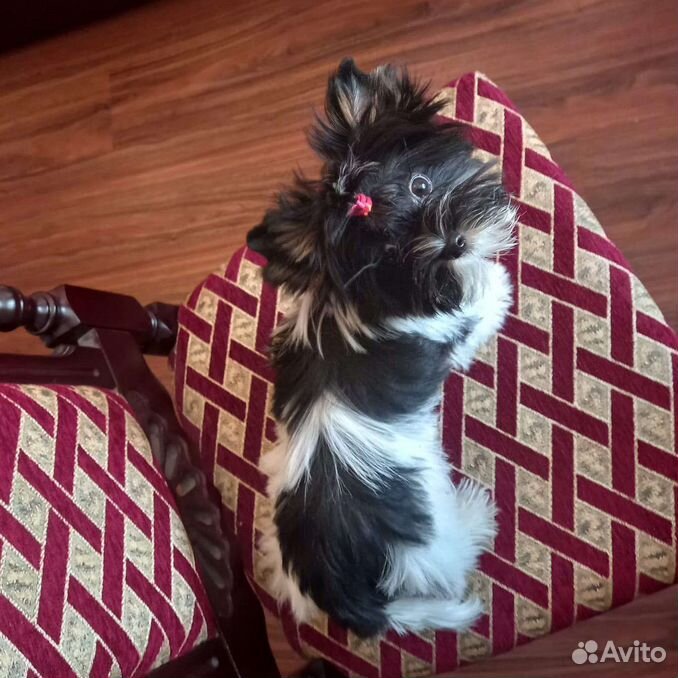 Продается щенок. Бивер