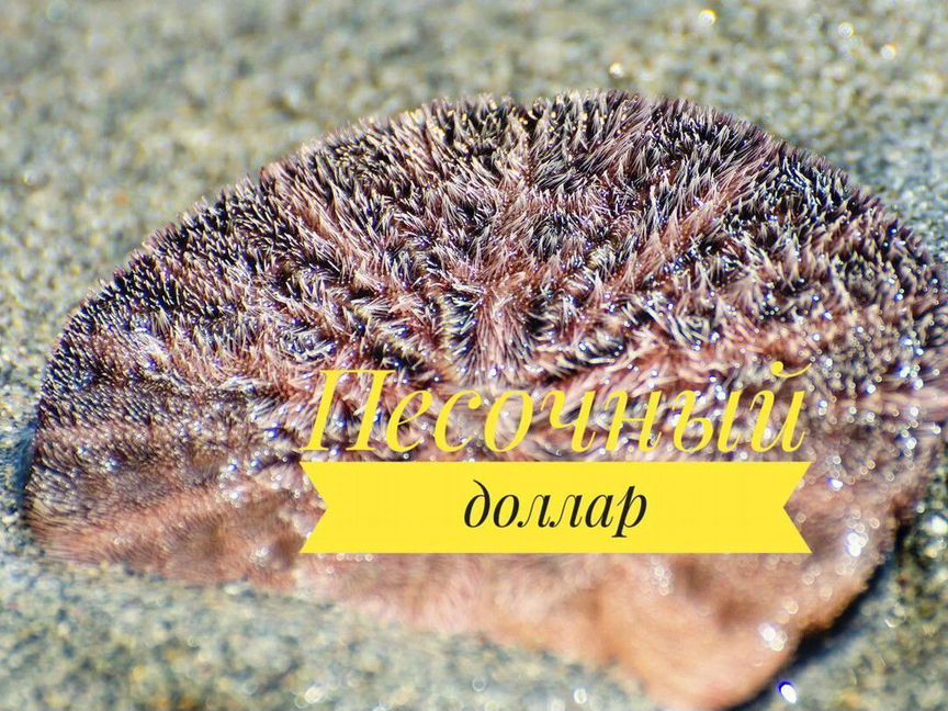 Песочный доллар, L (морской ёж в наличии)