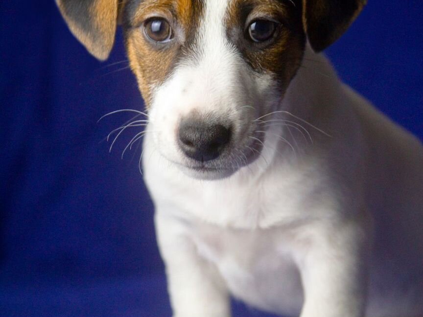 Девочка триколор Джек Рассел