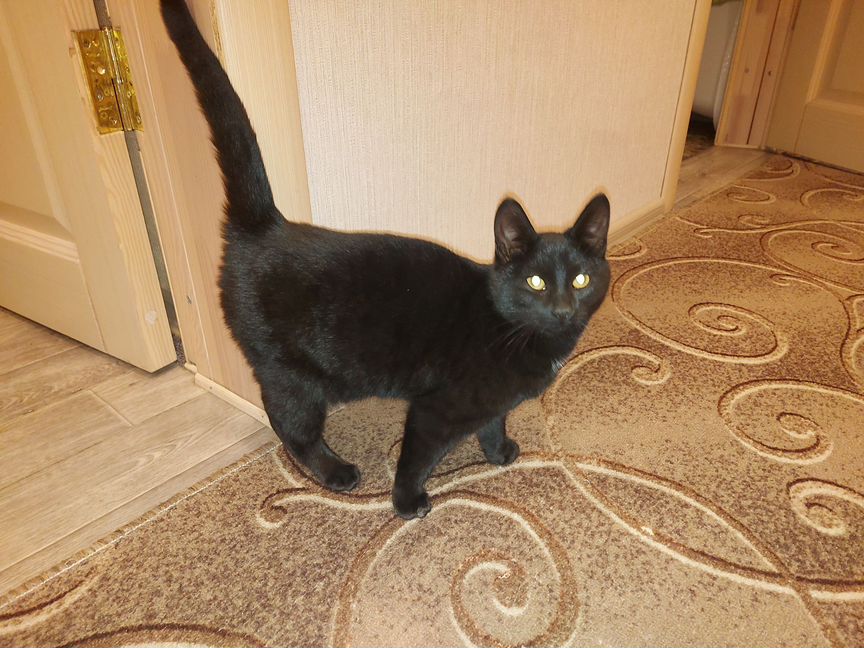 2 кошки 4 мес. в добрые руки
