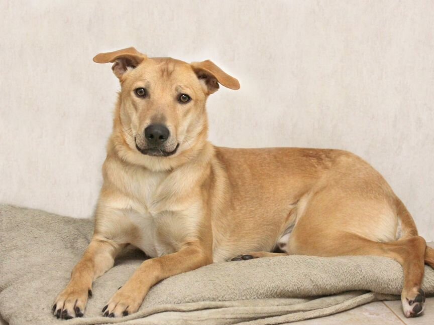 Годовалый Крис из приюта ищет семью