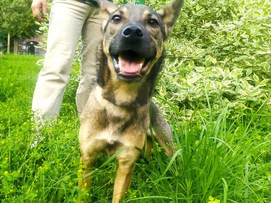 Немецкая овчарка мини версия