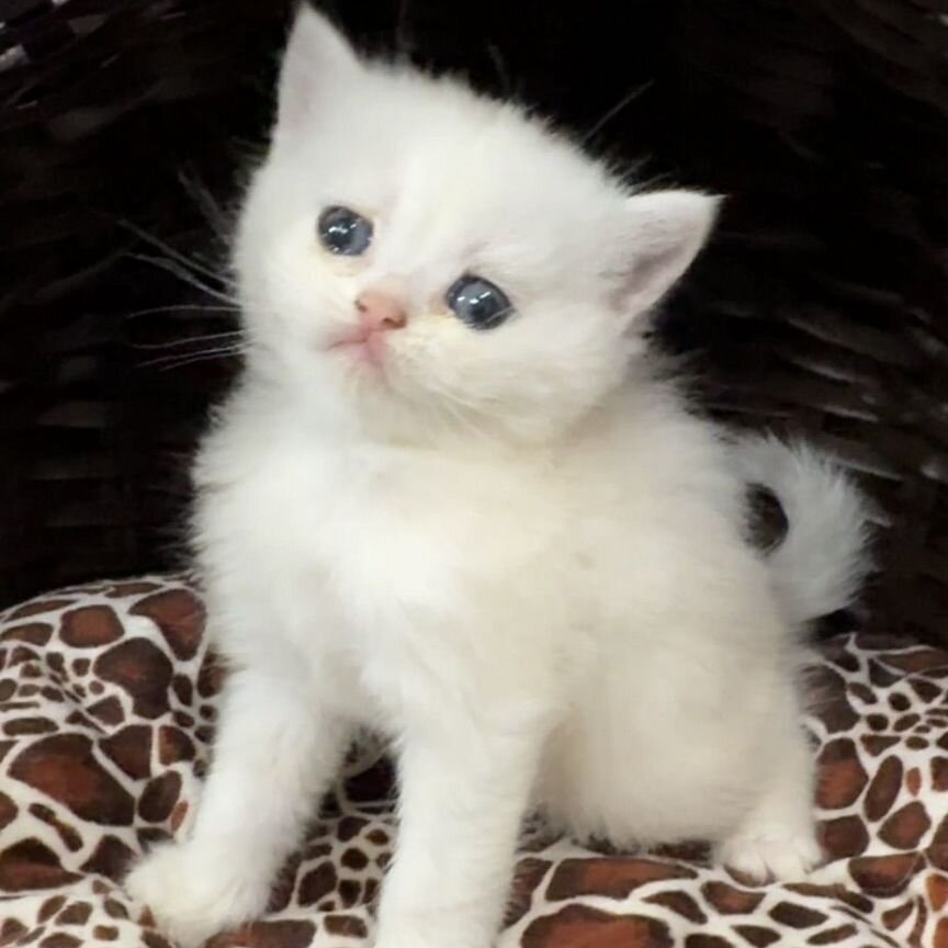 Британская красавица ns12