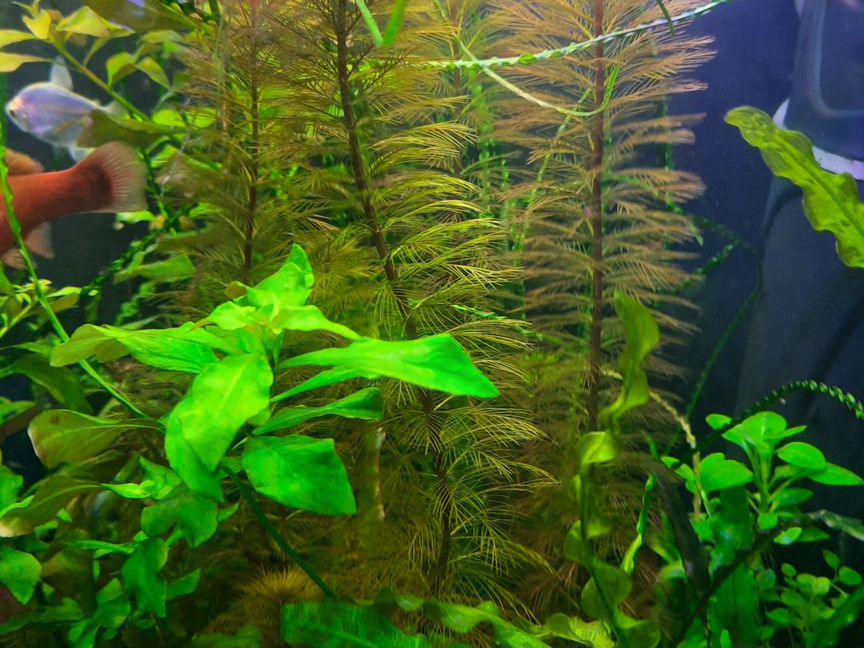 Продам или обменяю аквариумные растения