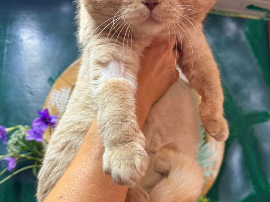 Огромный кот Лучик в добрые руки