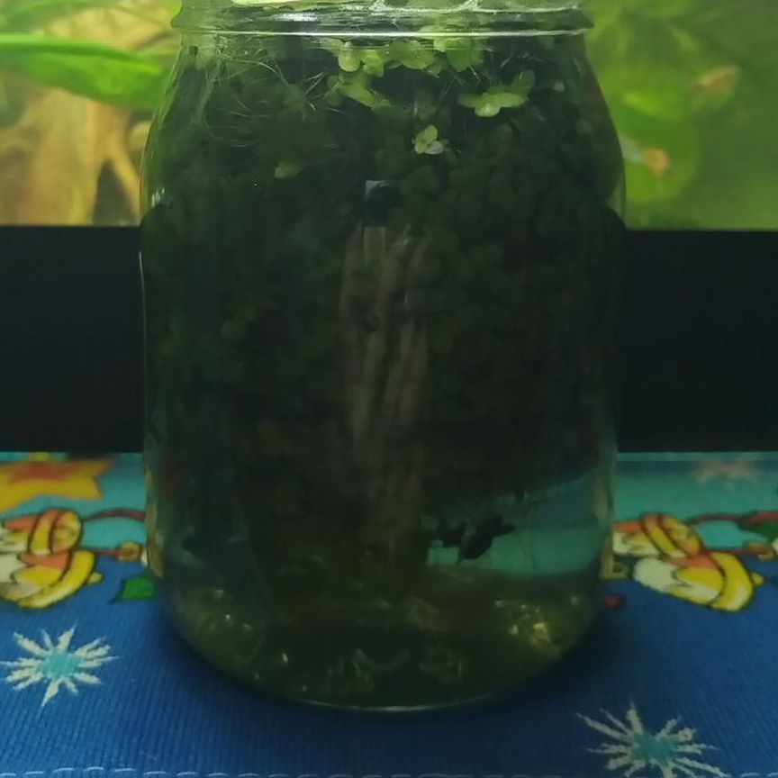 Ряска для аквариума