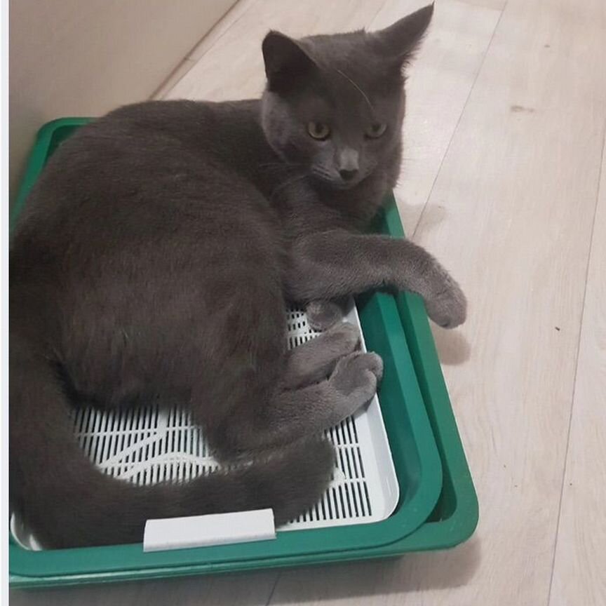 Взрослый кот в добрые руки