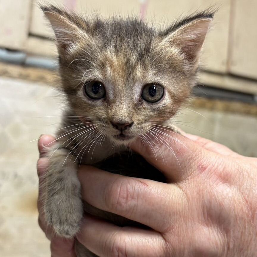 Котёнок от частного владельца