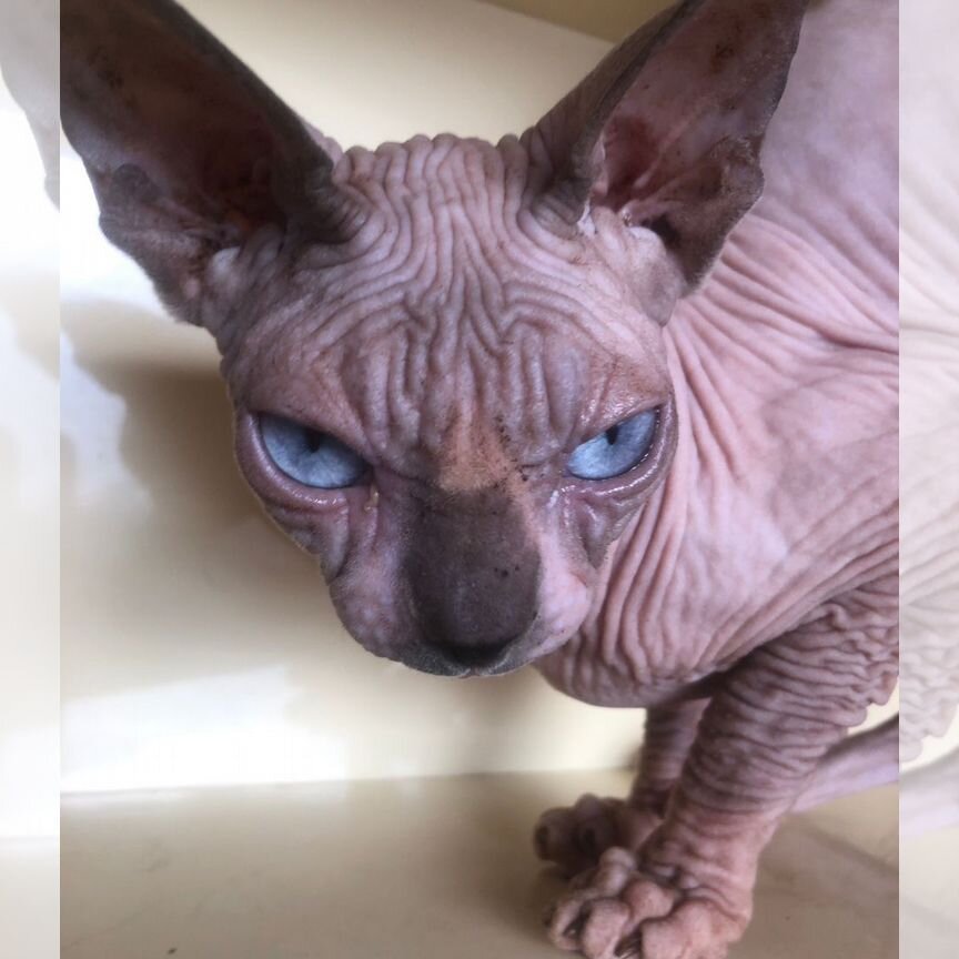 Канадский сфинкс котёнок