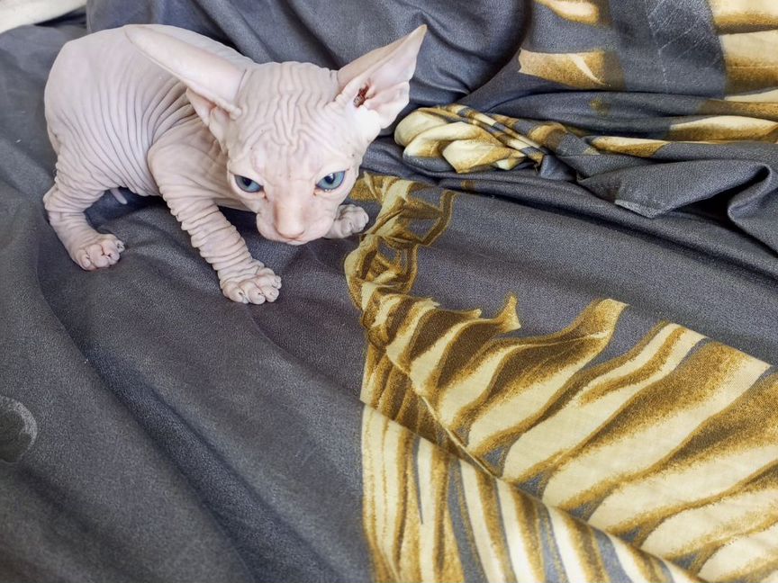 Канадский сфинкс котенок