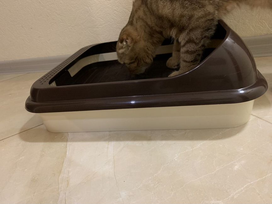 Горшок кошачий