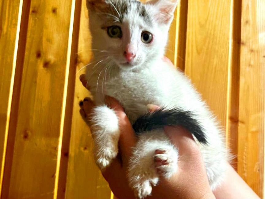 Котята в добрые руки бесплатно